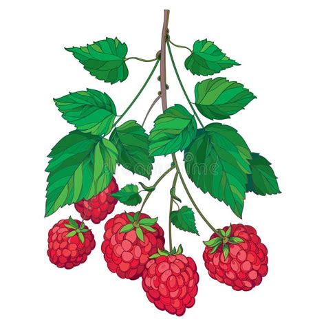 Raspberry Branch With Berry Isolated On White Stock Vector Illustration Of Fruity Design