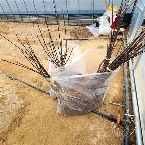 Ujeongho406 O 민초피나무 판매 민초피나무에 대한 많은 관심 가져주셔서 감사합니다