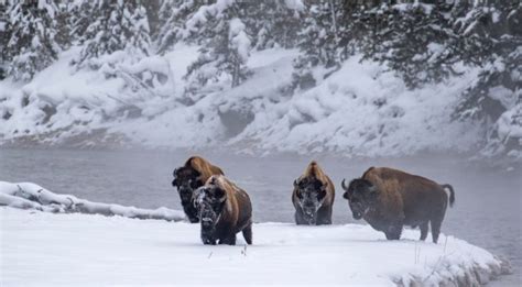 Jotunheimen National Park Official Ganp Page