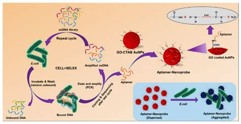 Biosensors Free Full Text Two Dimensional Material Based Colorimetric Biosensors A Review