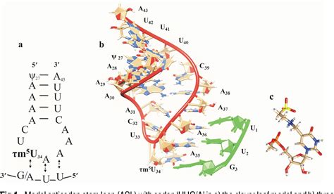 Figure 1 From Idiosyncratic Recognition Of Uug Uua Codons By Modified Nucleoside 5