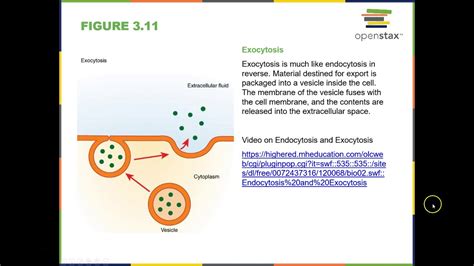 Anatomy And Physiology OpenStax Chapter 3 Part 2 YouTube