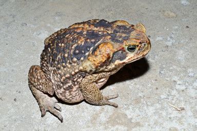 黑眶蟾蜍