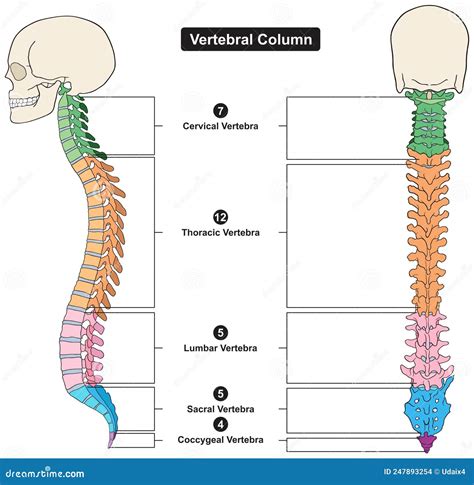Vertebral Column Diagram