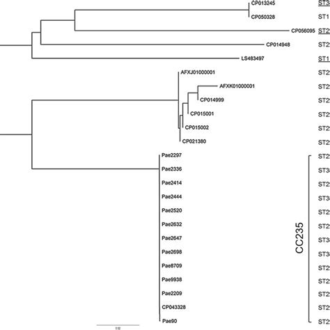 Crispr Based Phylogenetic Tree Of Type Ie Crisprcas Positive P Download Scientific Diagram