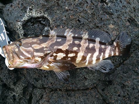 クエ 2015 09 09 WEB魚図鑑
