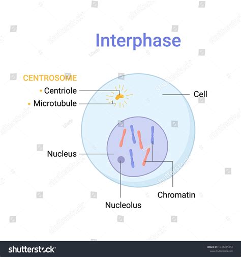 Interphase Labeled