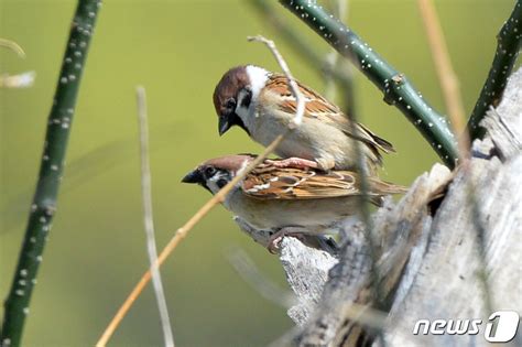 사랑 나누는 참새부부