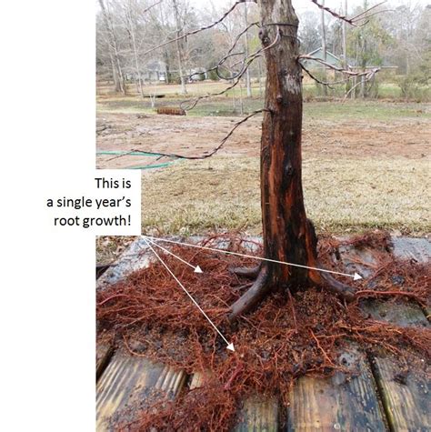Best Bonsai Trees For Beginners Bald Cypress Bonsai South