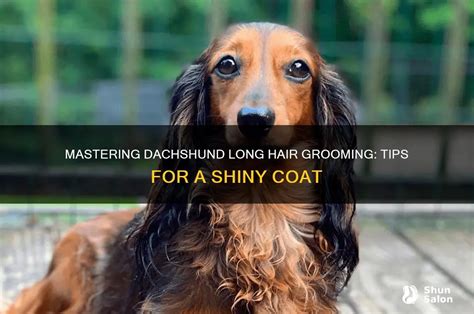 Mastering Dachshund Long Hair Grooming Tips For A Shiny Coat Shunsalon