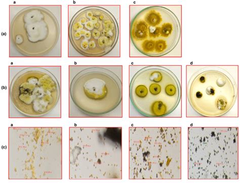 Morphological Diversity Of Ustilaginoidea Virens Isolates Panel A