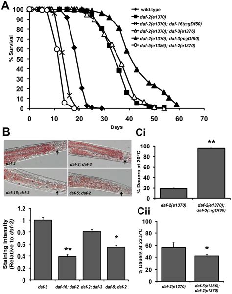 Crosstalk Between Iis And Tgf β Signaling Pathways Data Shown Are From Download Scientific