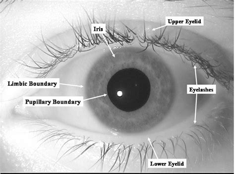 Matlab Code For Iris Segmentation