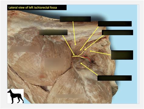 Ga 2 Ischiorectal Fossa And Associated Vans Diagram Quizlet
