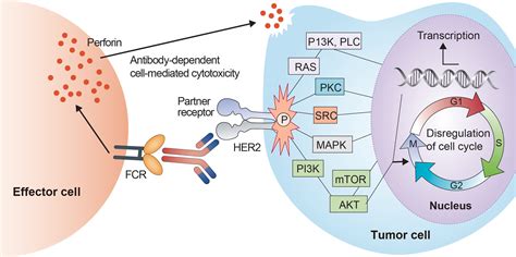 Trastuzumab