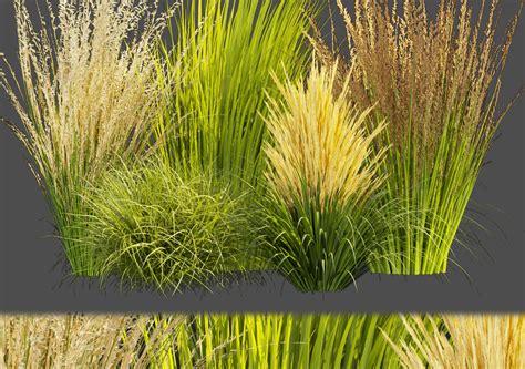 Collection Plant Vol 383 Grass Switchgrass Northwind 3d Model