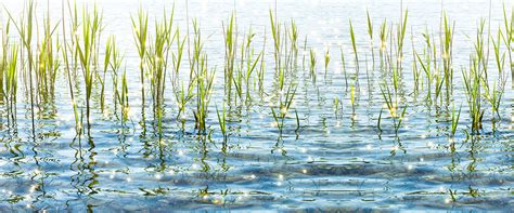 The Challenge Of ‘nitrate Neutrality Iceni Projects