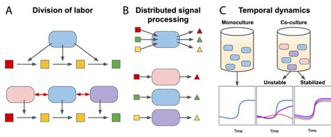 Engineering Microbial Consortia Compared To Single Strains A In Download Scientific Diagram