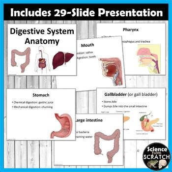Digestive System Foldable Doodle Notes By Science From Scratch TPT