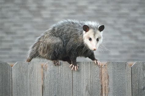 40 Possum Pictures And Images Hd Pixabay
