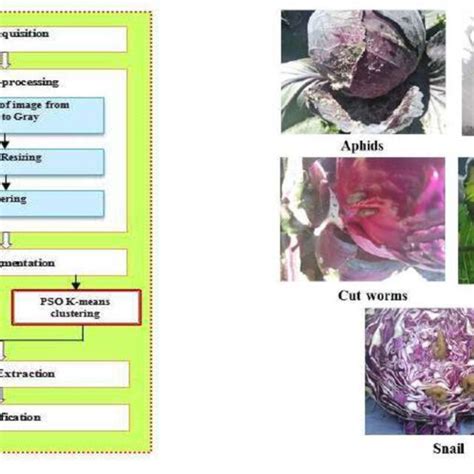 Architecture System Of Proposed Work Fig 2 Sample Dataset Of Pest Download Scientific Diagram