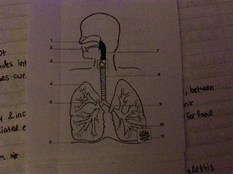 Respiratory System Flashcards Quizlet Respiratory System Flashcards Quizlet