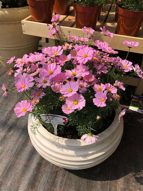 波斯菊常见病害及防治方法 花百科