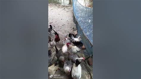 ক্রস জাতের ফাউমি মুরগি কিভাবে চিনবেন Hartbazar Chicken Hen Youtube