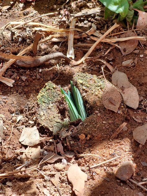 The Top Of A 20 Inch Gopher Purge Plant The Remaining 19 Inches Is