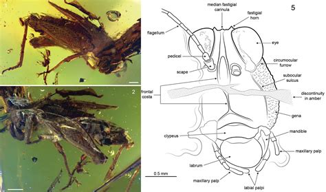 Fossilized Grasshopper Found In Amber Accumulation Offers Insights Into