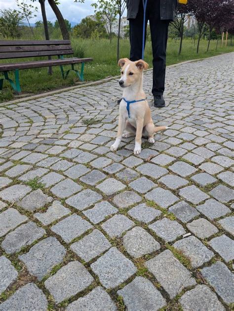 Подарявам куче Подарява Пловдив Здравейте подарявам куче на три месеца и половина Ва