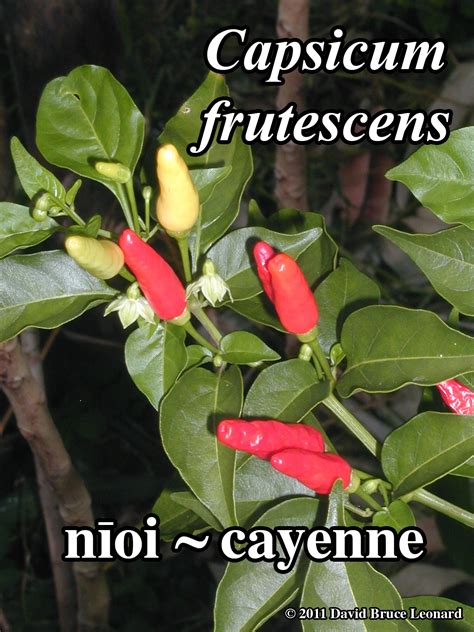Capsicum Spp Earth Medicine Institute