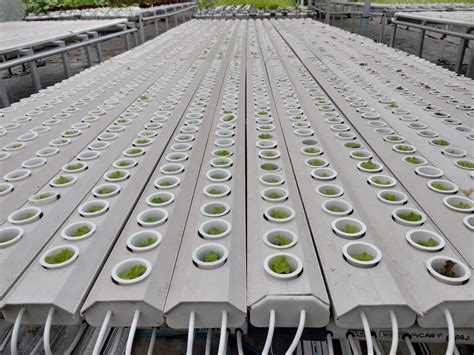 4 Tips Sukses Dalam Bertanam Hidroponik Sistem Nft Pak Tani Digital