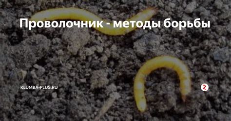 Проволочник методы борьбы Klumba Plus Дзен