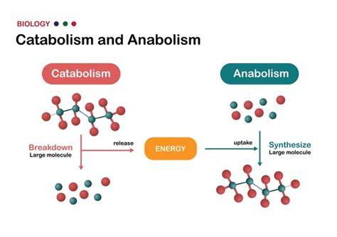 Escala De Catabolismo Anabolismo