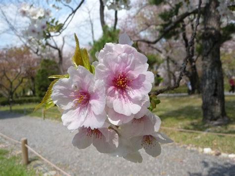 gottuan s room 元離宮 二条城桜その2