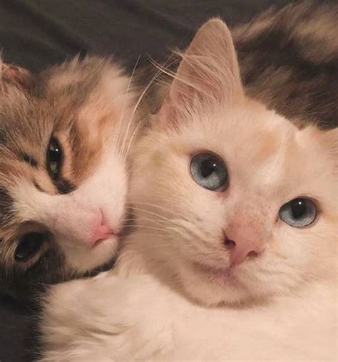 Ios 26 что нового какие телефоны поддерживают стоит ли обновляться