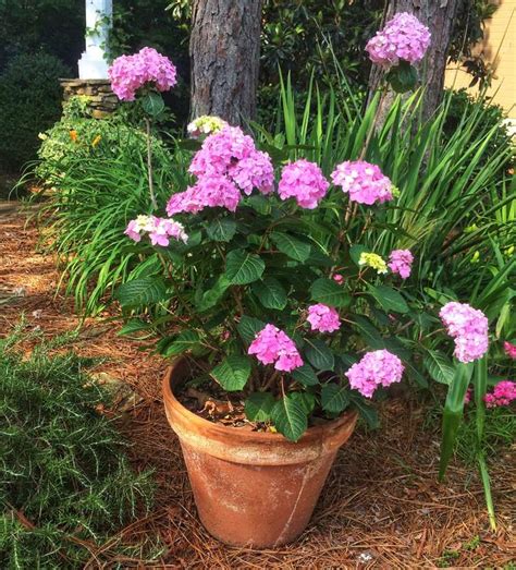 27 Ways To Grow Hydrangeas In Containers
