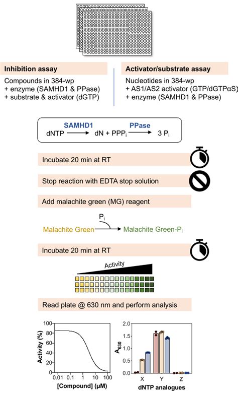 A High Throughput Enzyme Coupled Activity Assay To Probe Small Molecule