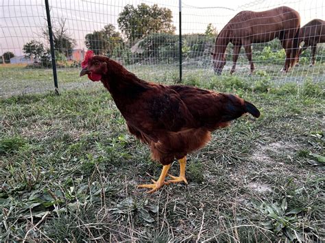 Sex Confirmationbreed Help Rbackyardchickens