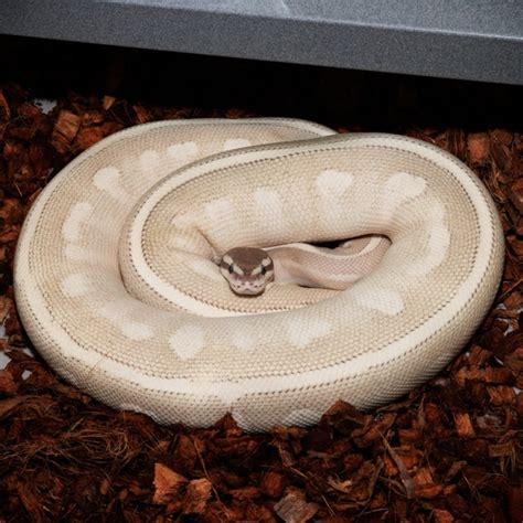 Enchi Mystic Mojave Ball Python By Rubber City Royals Llc