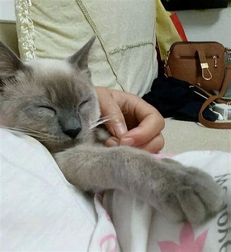 猫咪养得好会有这10种表现全中的话说明你养猫很成功 喵百科 上亦科技