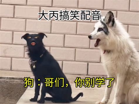 狗：兄弟，你把我整不自信了 大丙搞笑配音 大丙搞笑配音 哔哩哔哩视频