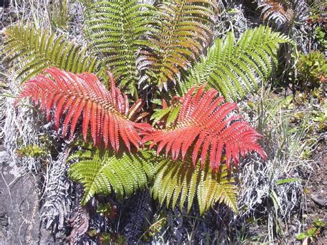 Sadleria Cyatheoides Alchetron The Free Social Encyclopedia