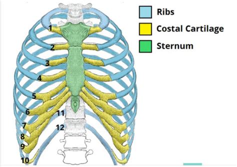 Difference Between Male And Female Ribs VIVA DIFFERENCES