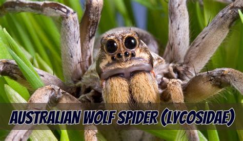 Wolf Spider Control Keep These Pests Out Of Your Home Ocg Pest Control Termite