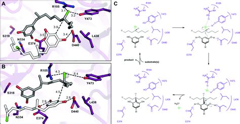 Molecular Dynamics Simulations Reveal Roles For Key Catalytic Residues Download Scientific