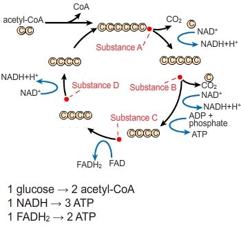 Solved H Four Substances AD Inhibit The Krebs Cycle At Chegg Com