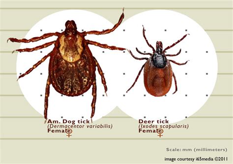 Dog Tick Vs Deer Tick
