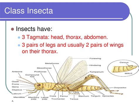 Ppt Hexapods Powerpoint Presentation Free Download Id2185075
